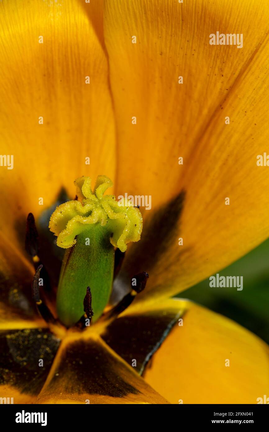 Close-up tulip flower showing reproductive organ and colourful petals ...