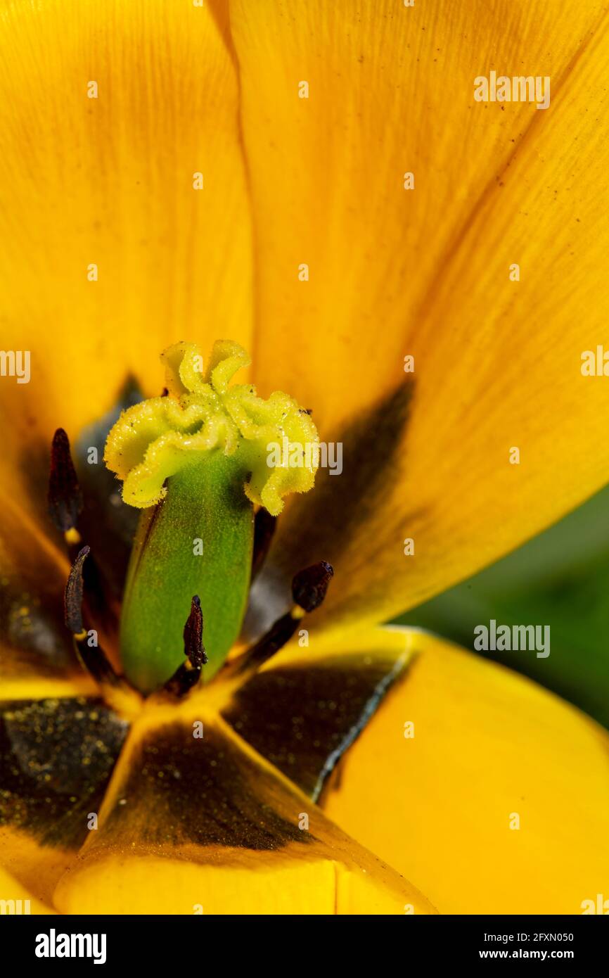 Close-up tulip flower showing reproductive organ and colourful petals ...