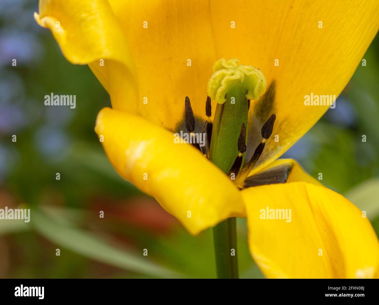 Terminal leaf structure hi-res stock photography and images - Alamy