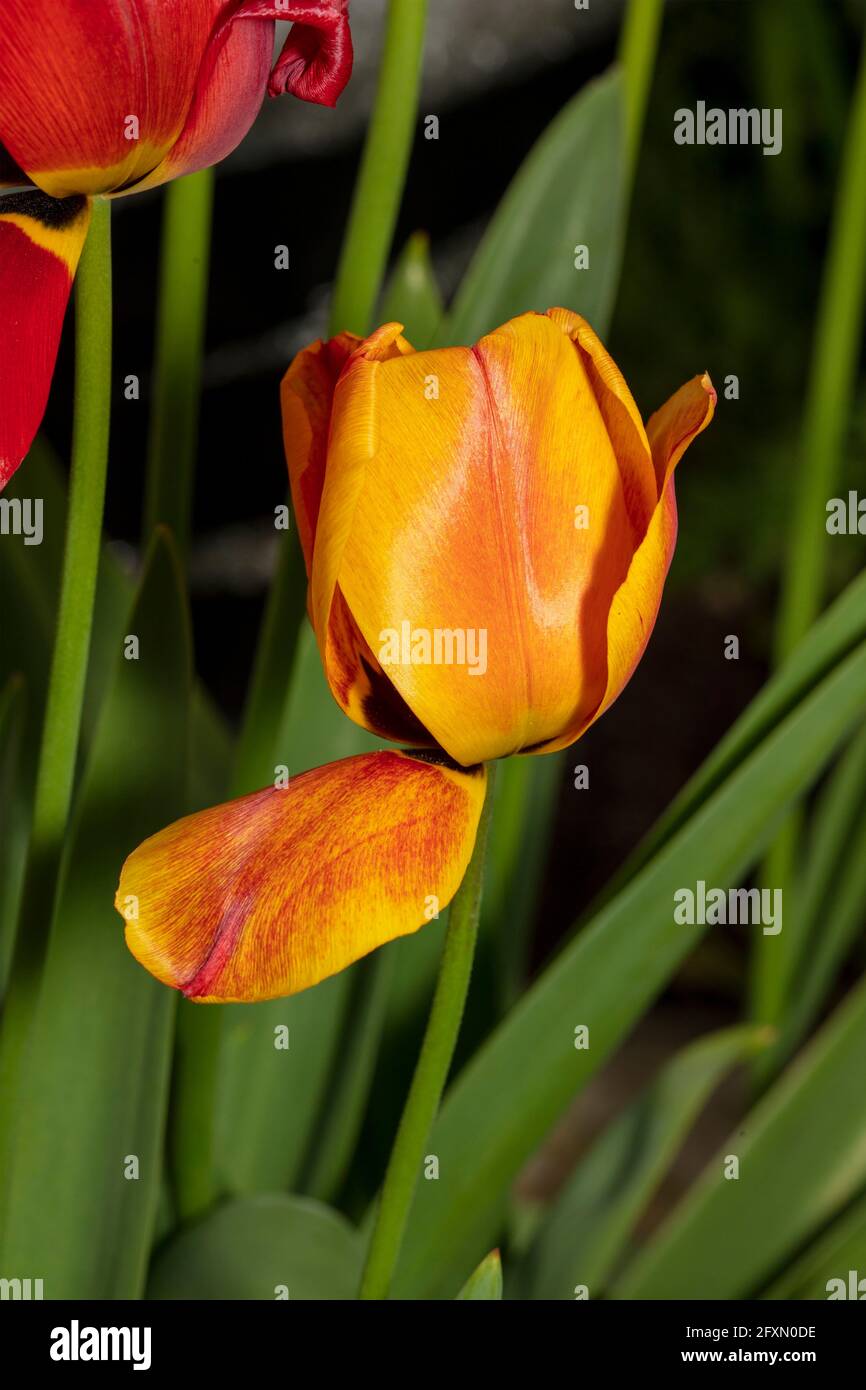 Close-up tulip flower showing reproductive organ and colourful petals ...