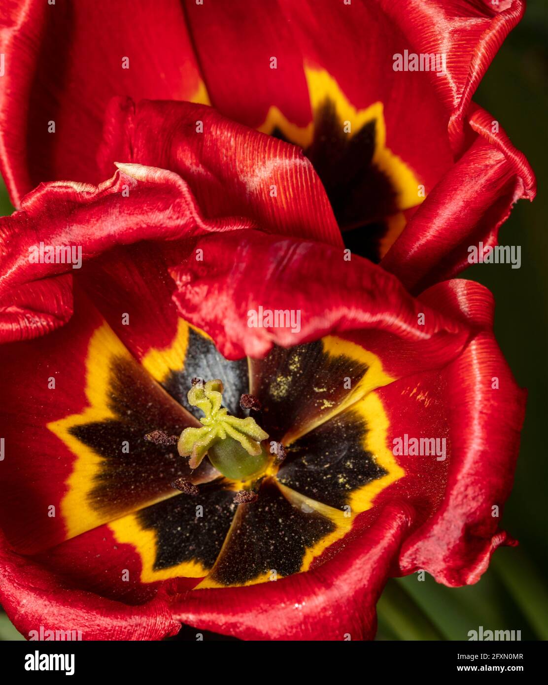Waxy looking flower hi-res stock photography and images - Alamy