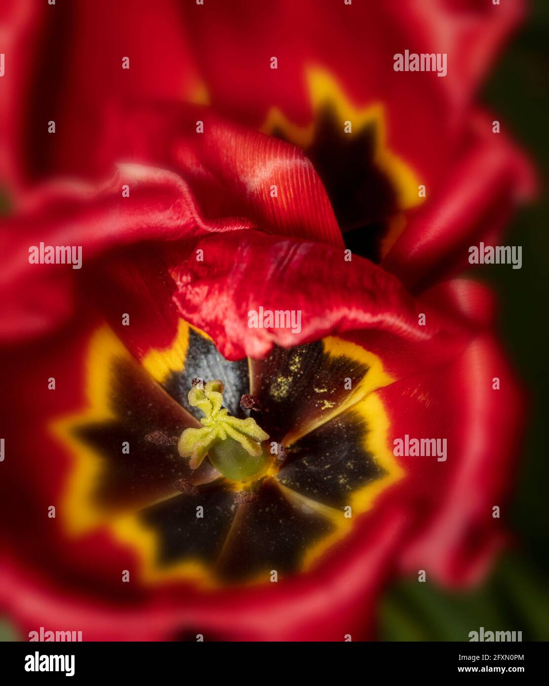 Close-up tulip flower showing reproductive organ and colourful petals ...