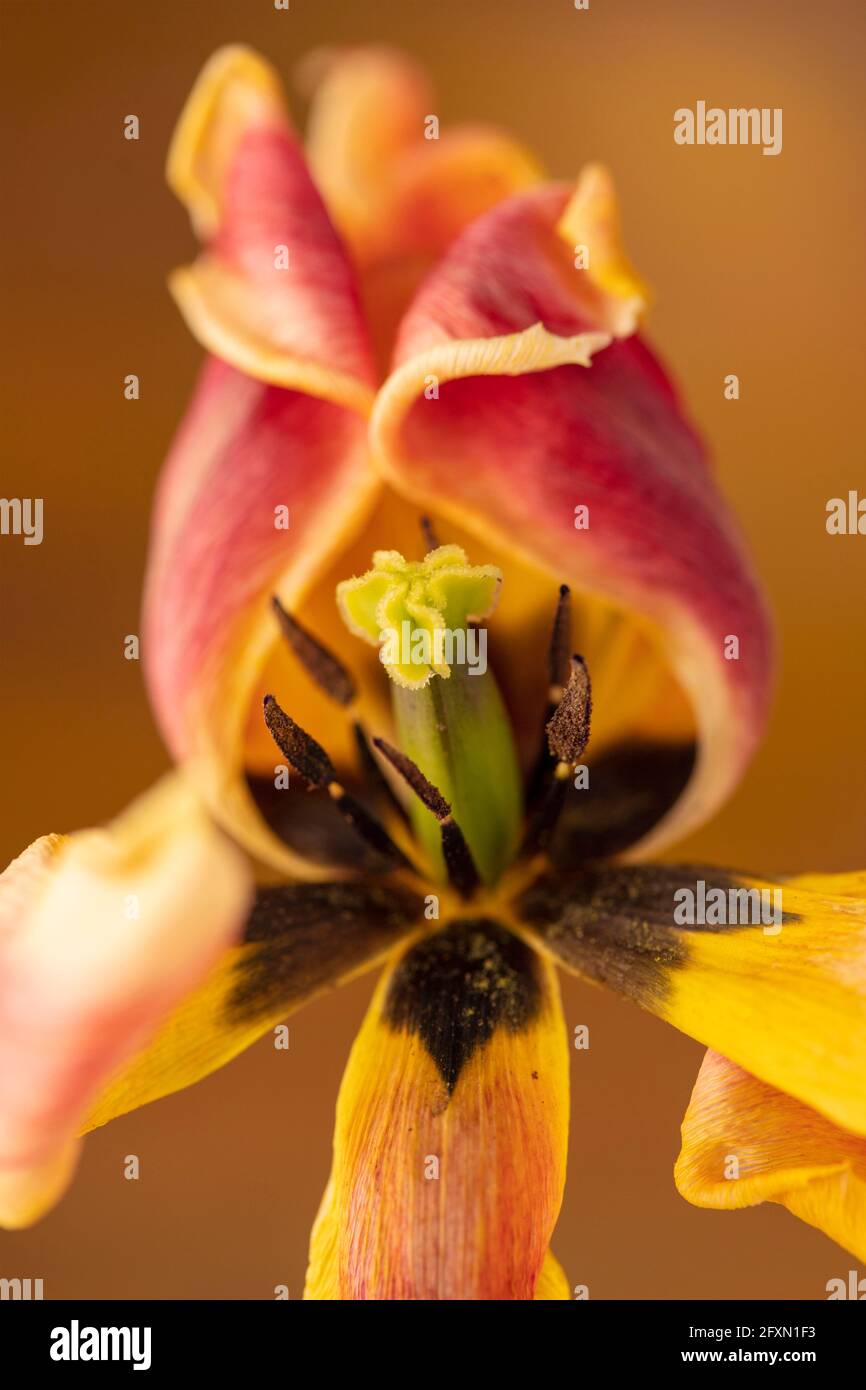 Close-up tulip flower showing reproductive organ and colourful petals ...