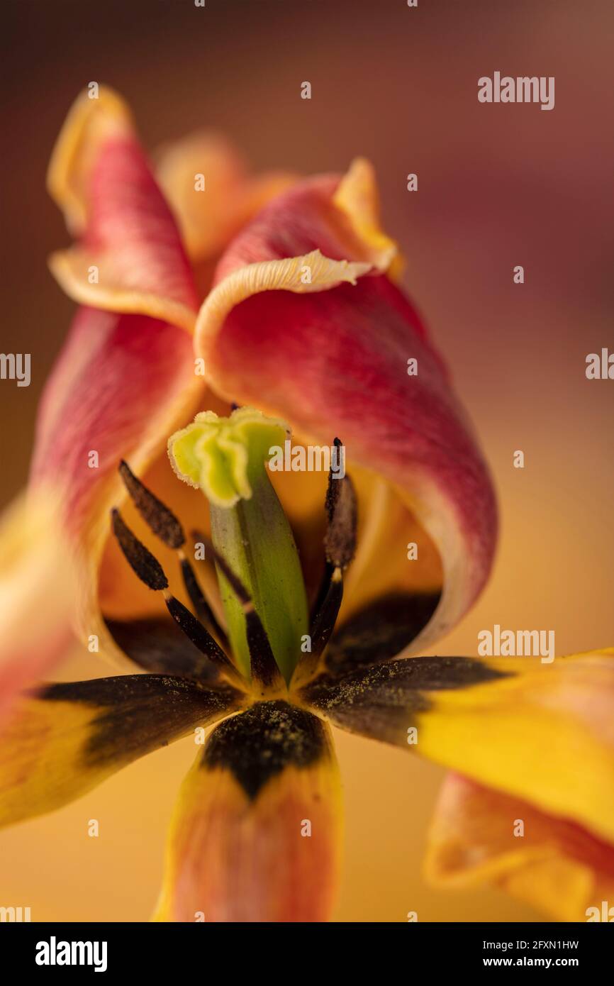 Flowering reproductive organs hi-res stock photography and images - Alamy