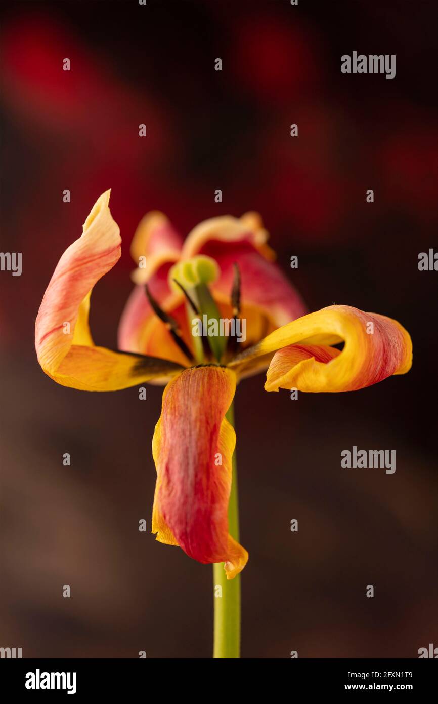 Macro photograph of Tulip flower structure Stock Photo - Alamy