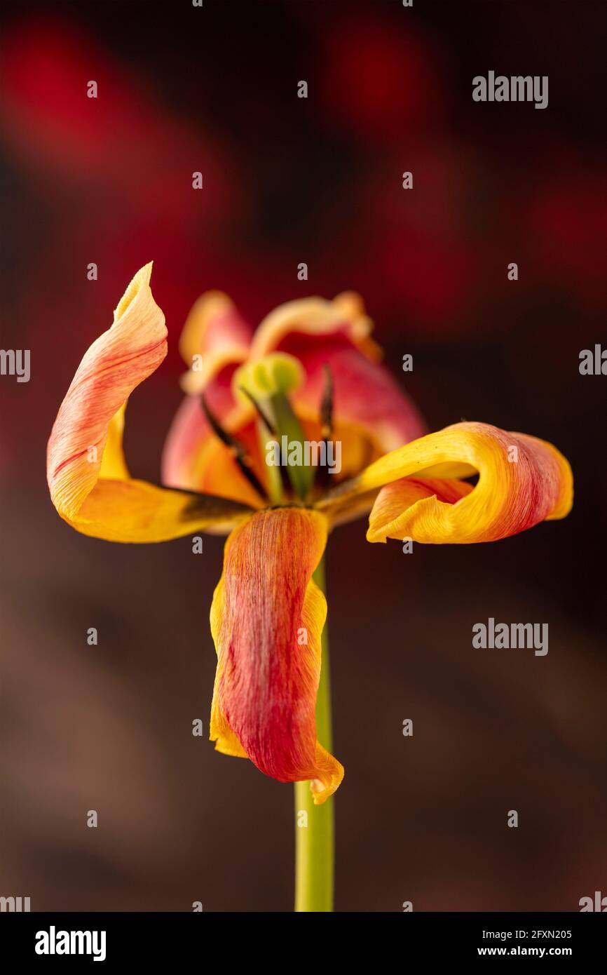 Macro photograph of Tulip flower structure Stock Photo - Alamy
