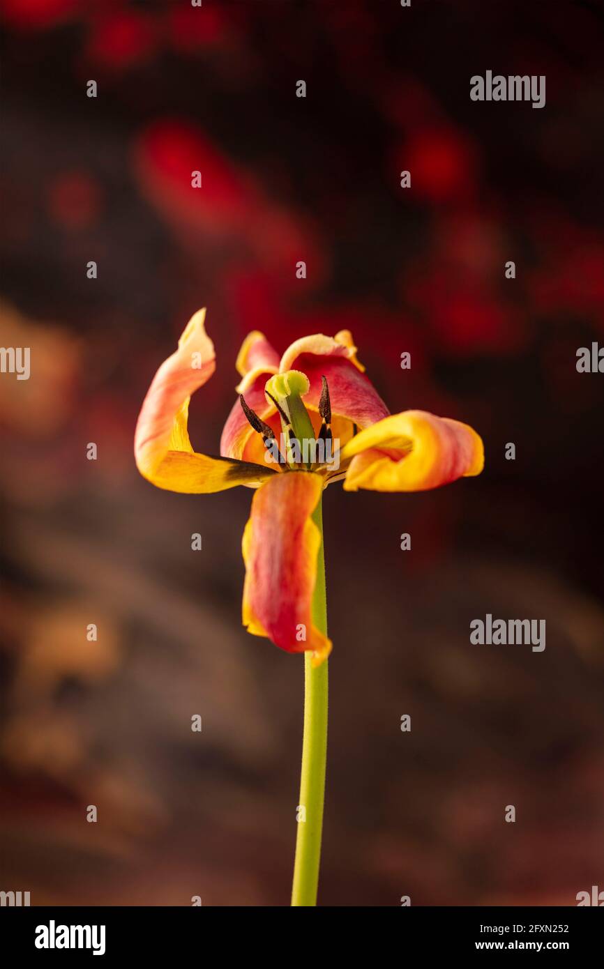 Macro photograph of Tulip flower structure Stock Photo - Alamy