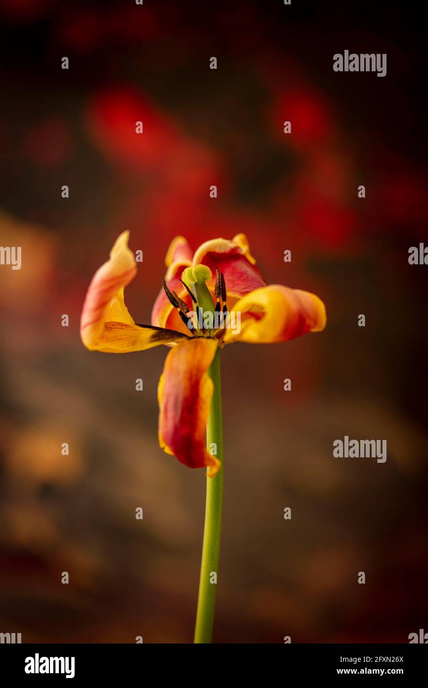 Macro photograph of Tulip flower structure Stock Photo - Alamy