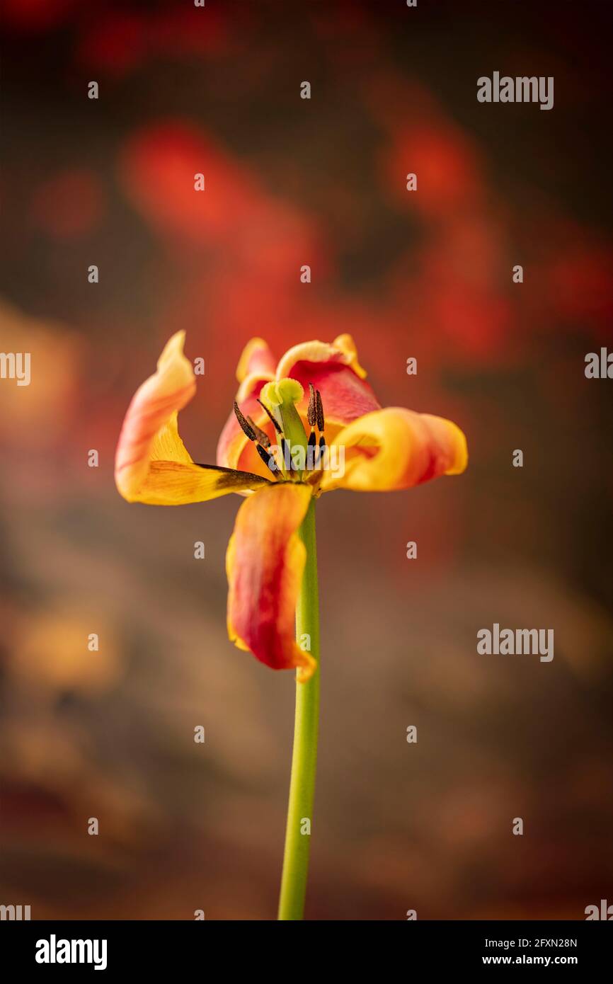 Macro photograph of Tulip flower structure Stock Photo - Alamy