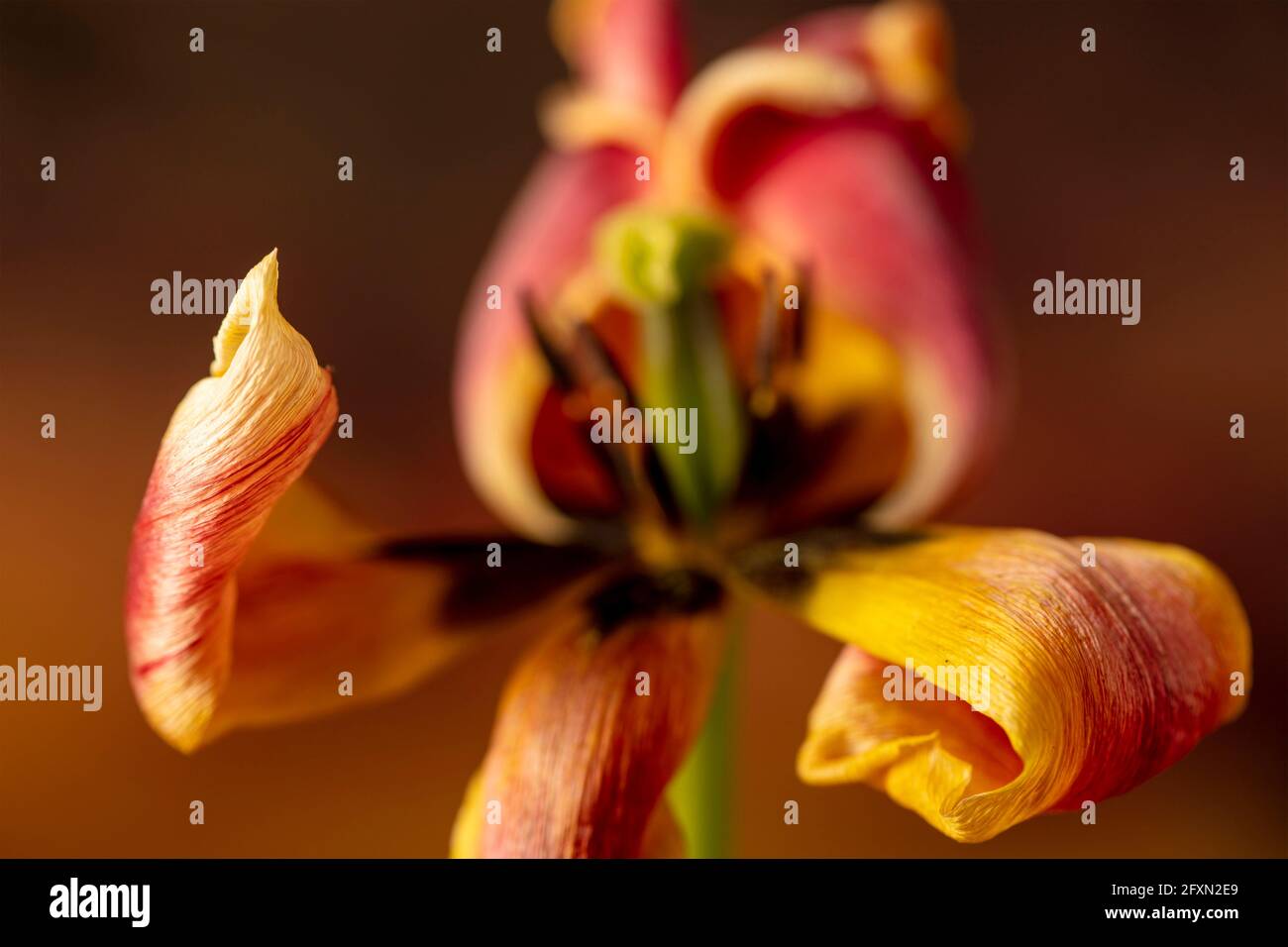 Macro photograph of Tulip flower structure Stock Photo - Alamy