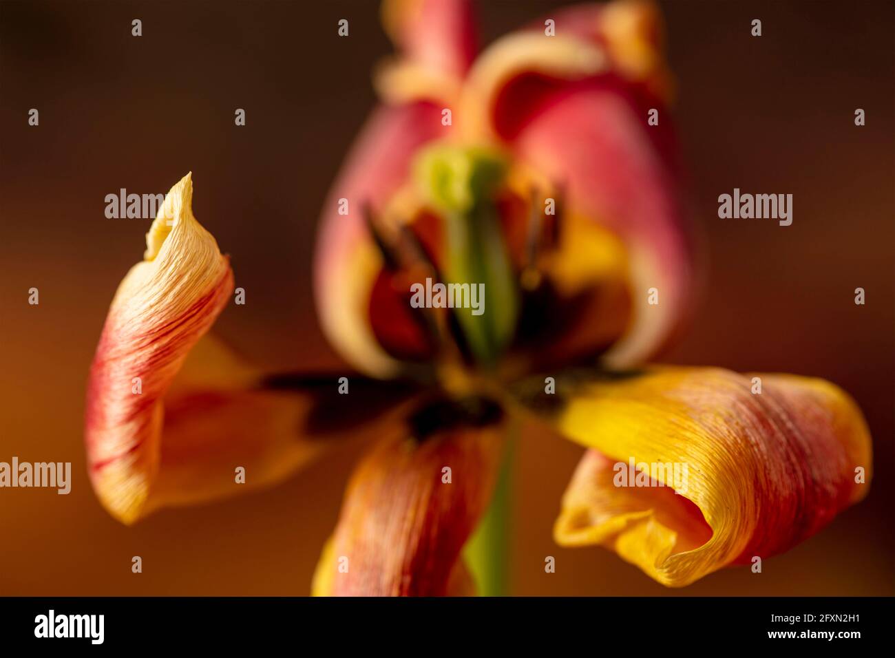 Close-up tulip flower showing reproductive organs Stock Photo - Alamy