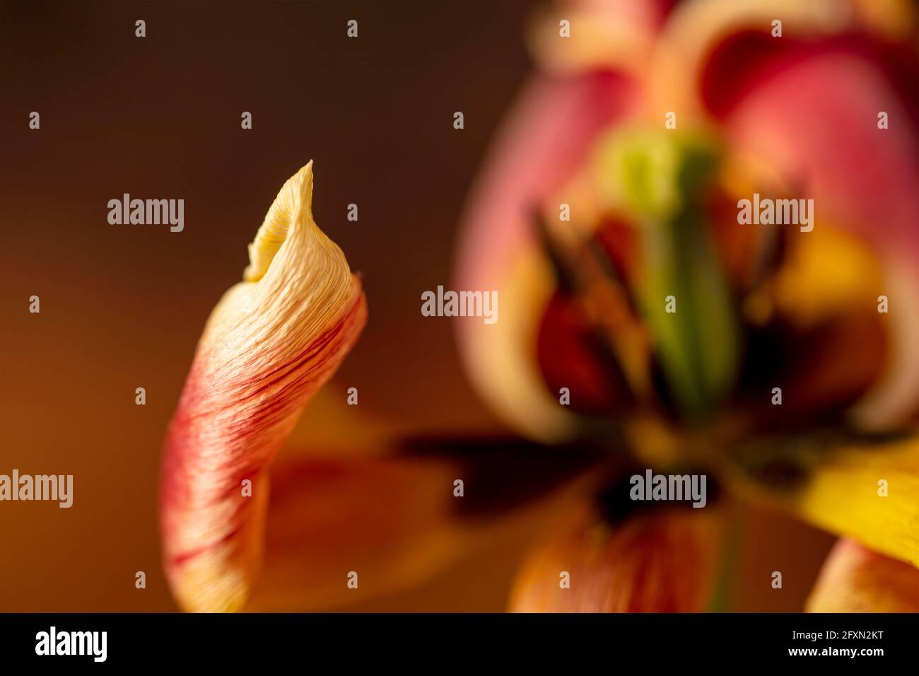 Close-up tulip flower showing reproductive organs Stock Photo - Alamy
