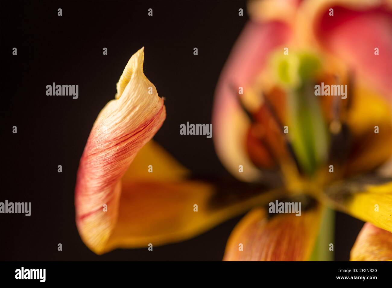 Macro photograph of tulip flower showing petals and reproductive organs ...