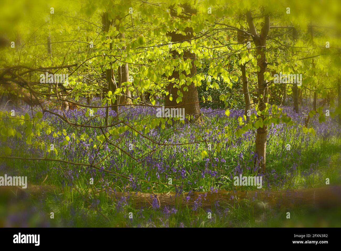 English bluebell, common bluebell, harebell in woodland and bright ...