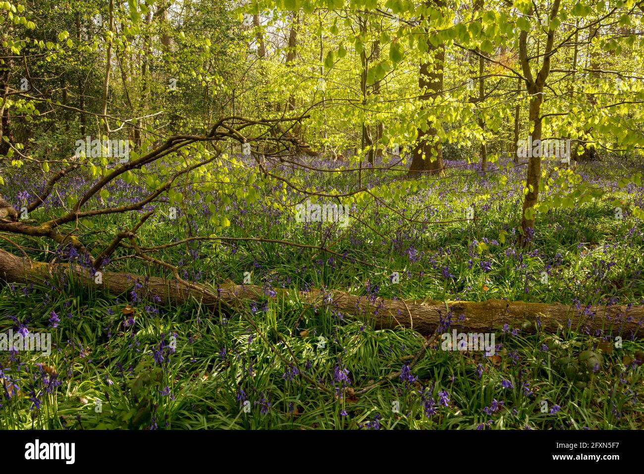 English bluebell, common bluebell, harebell in woodland and bright ...