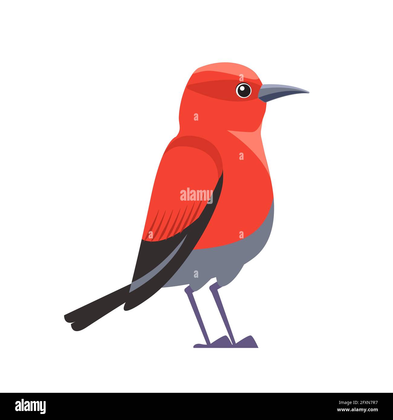 Red bird Apapane Hawaiian Honeycreeper. Exotic Rare bird of the ...