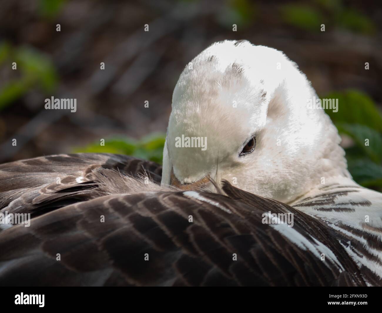 Relaxed snow goose, Anser caerulescens ,Portrait, North Rhine ...