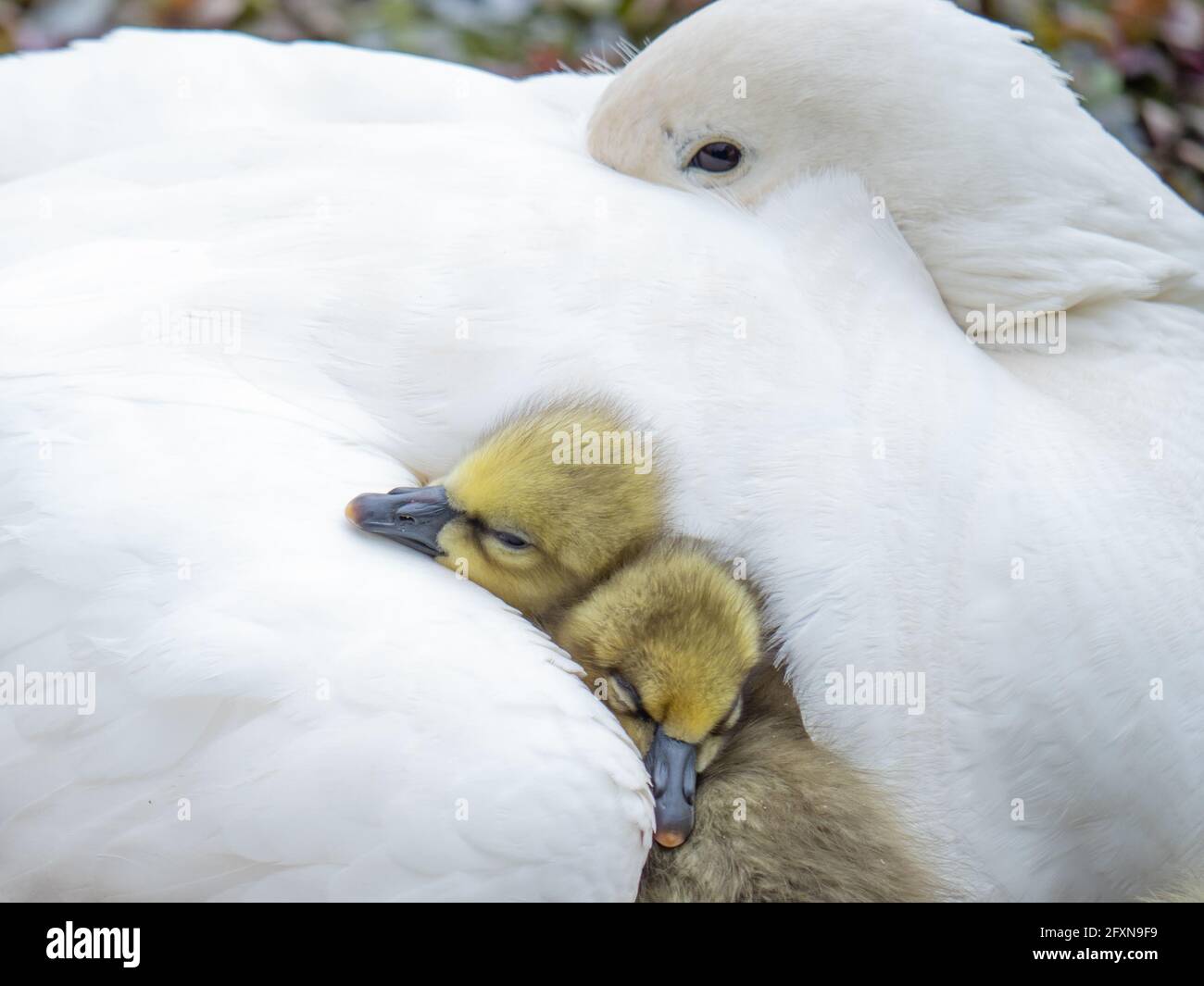 Snow goose with young chicks under wing in shore area of a lake , Anser ...