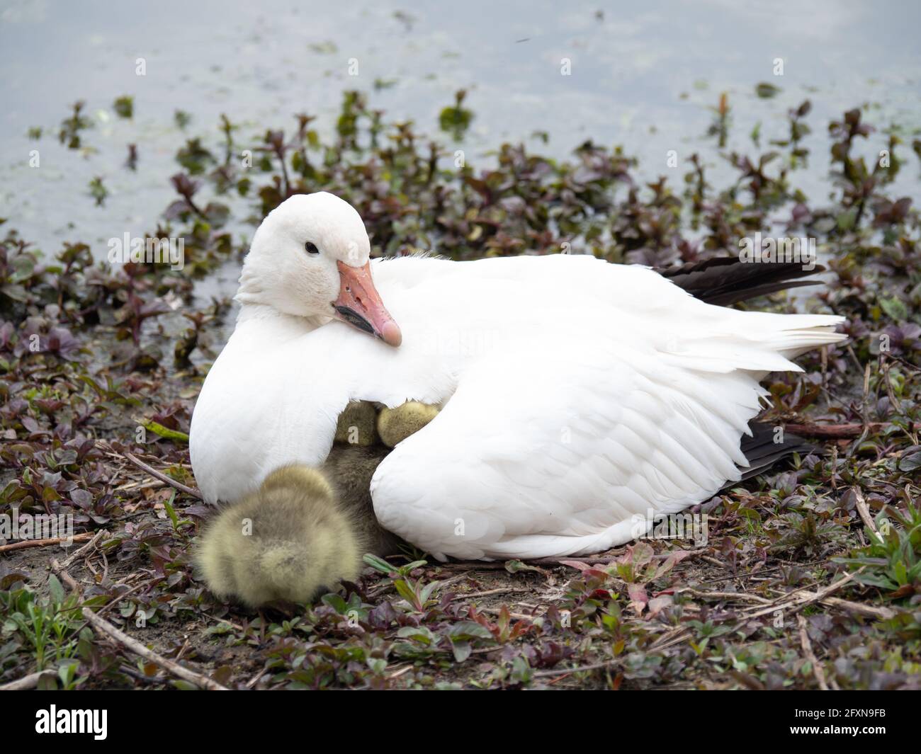 Baby White Goose