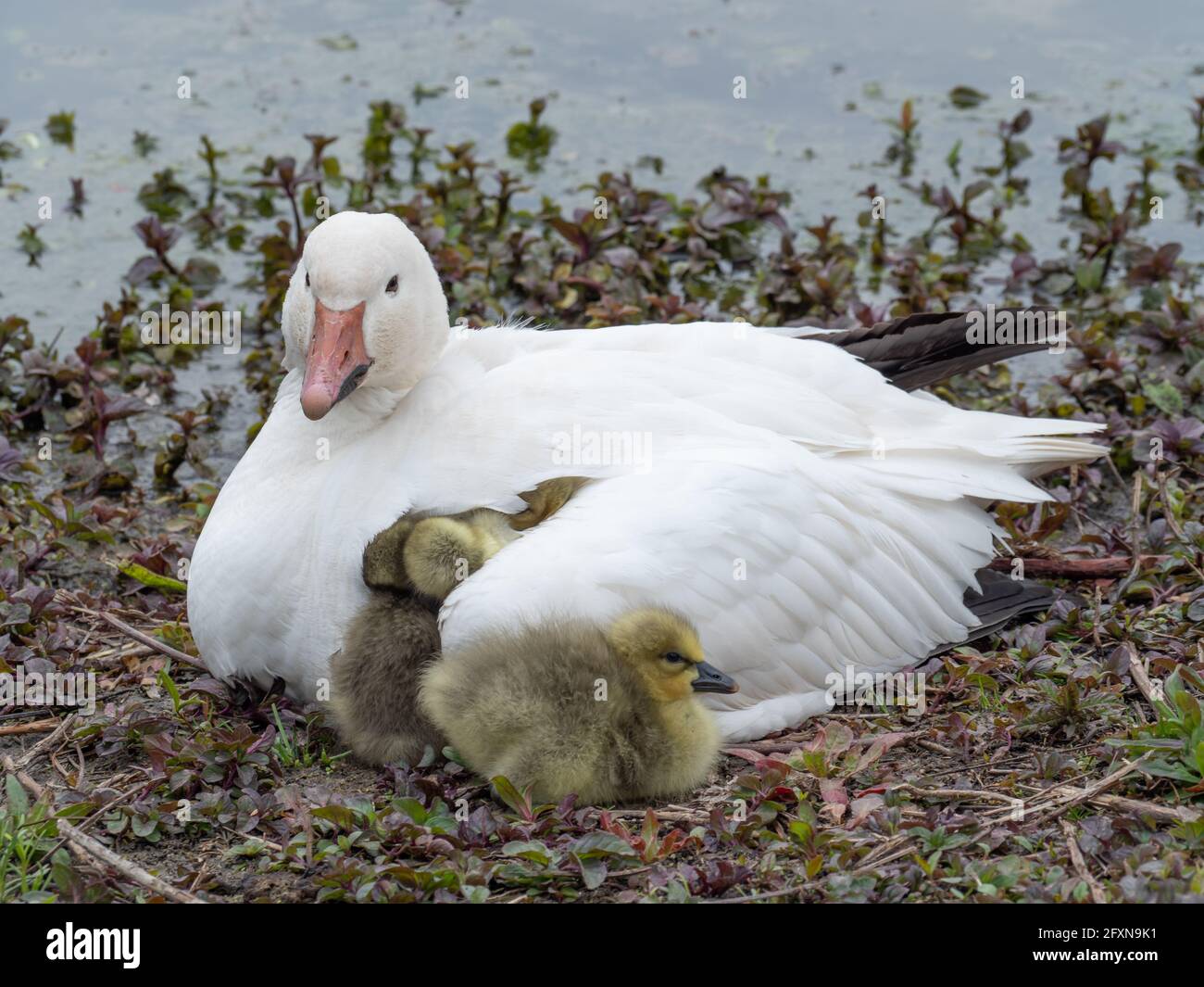Snow goose with young chicks under wing in shore area of a lake , Anser ...