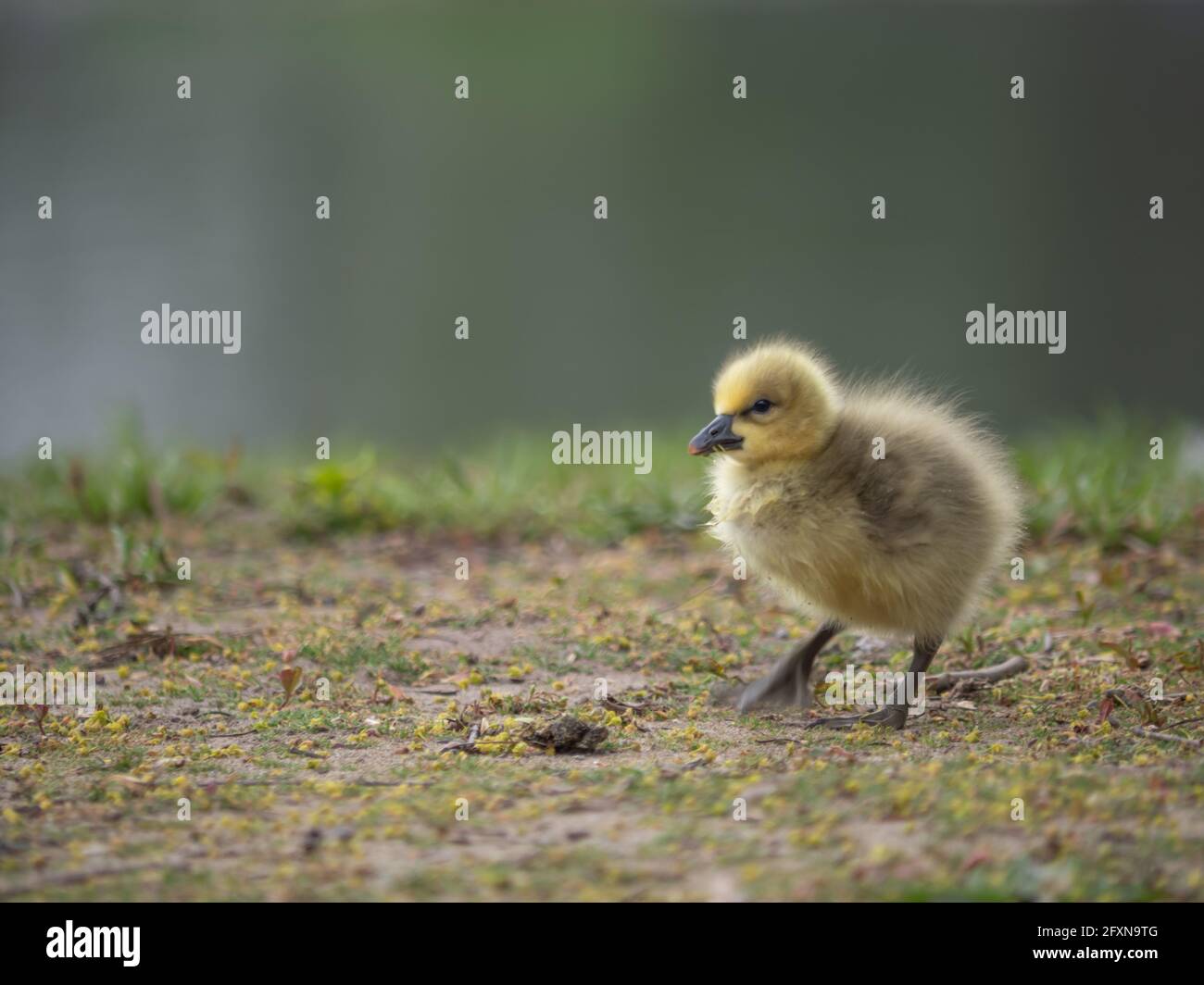 Baby Snow Goose
