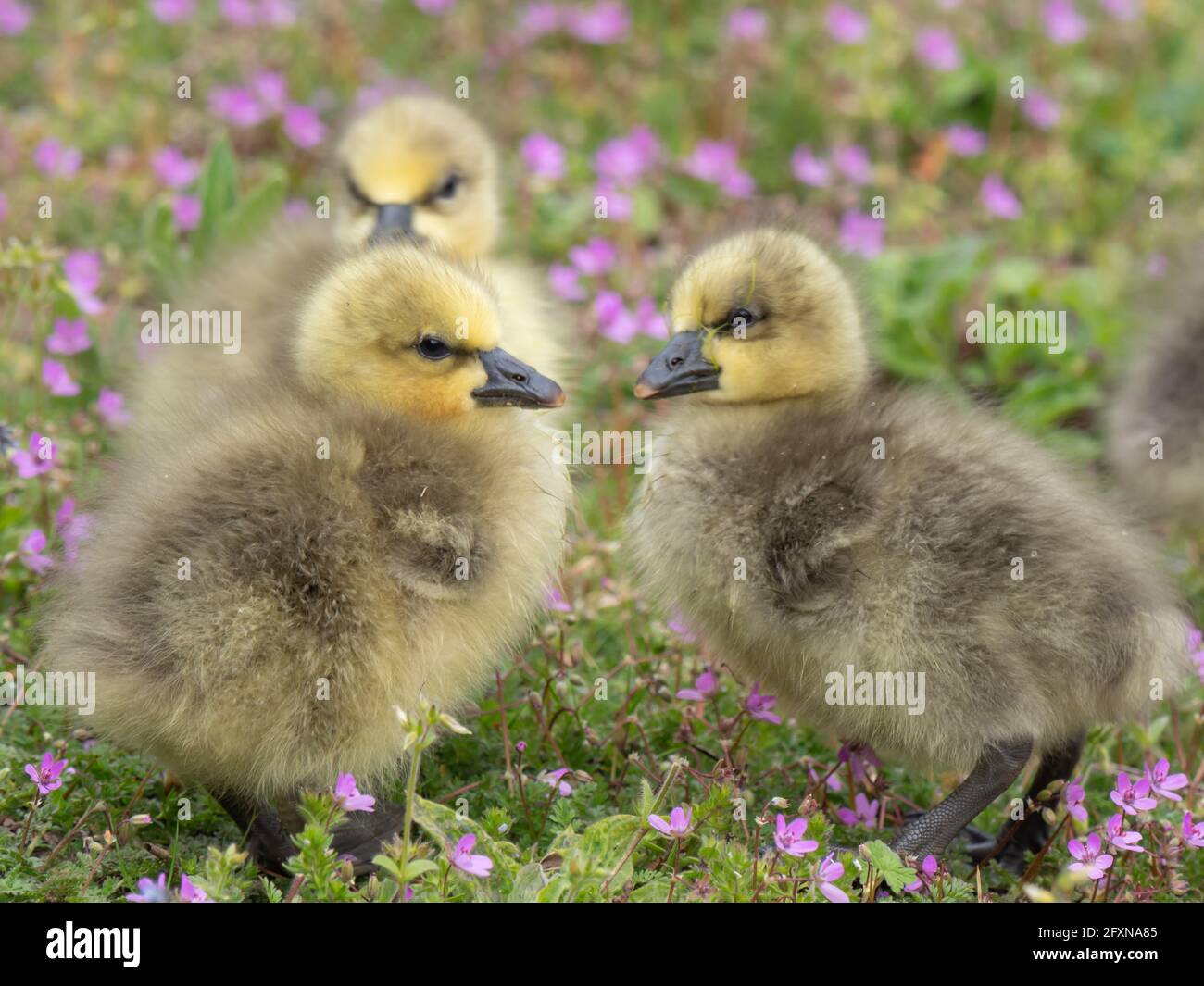 Blue morph snow goose hi-res stock photography and images - Alamy