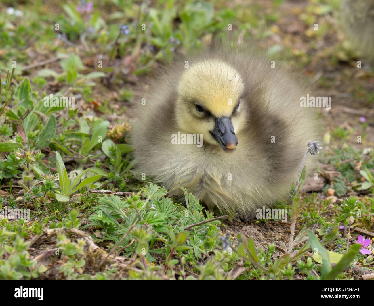 Blue morph snow goose hi-res stock photography and images - Alamy