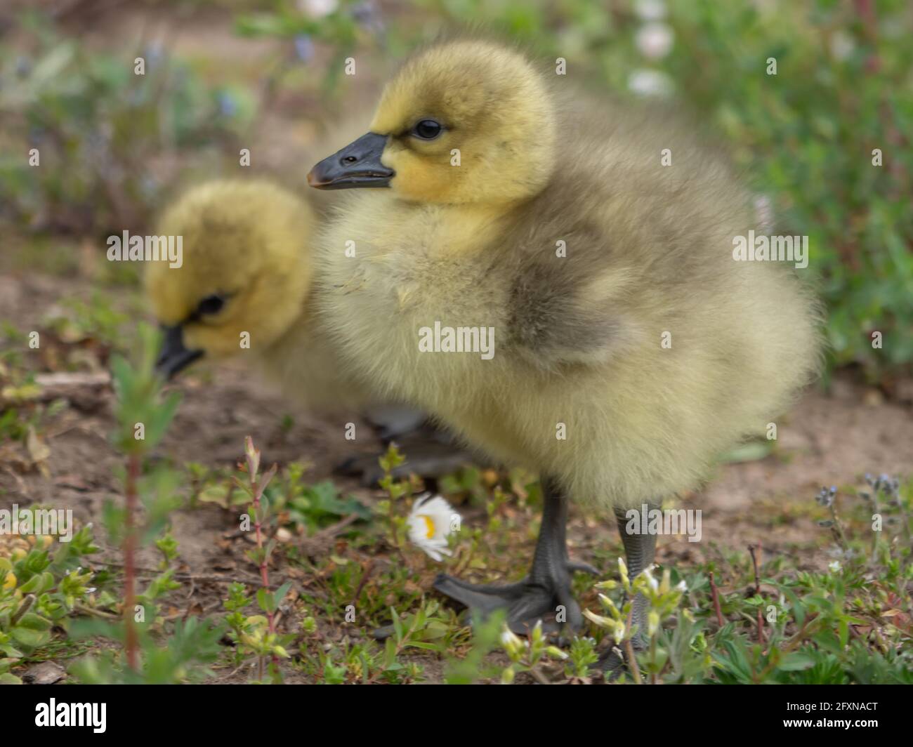 Snow goose chick in a meadow, Anser caerulescens, North Rhine ...