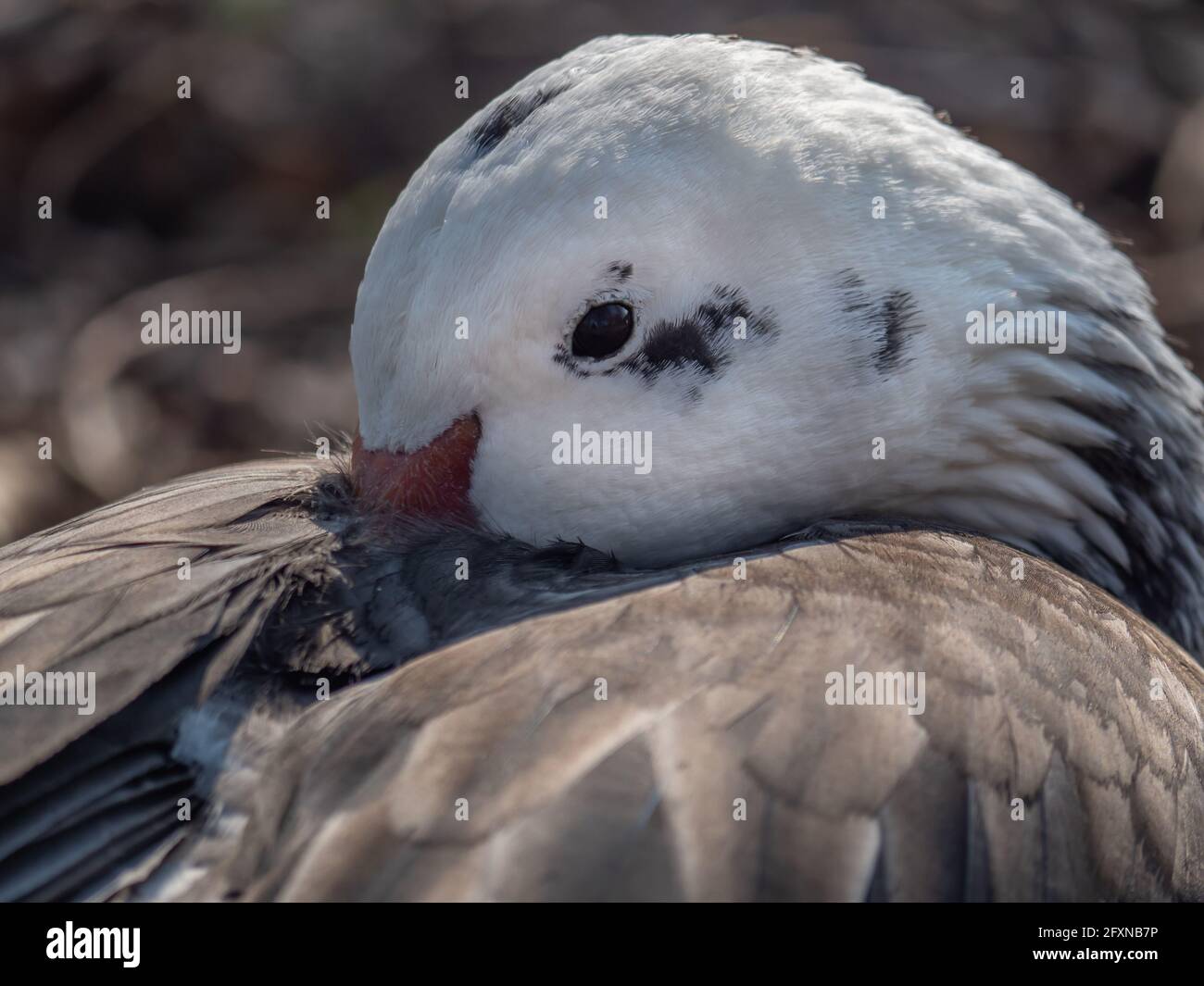 Blue goose hi-res stock photography and images - Alamy
