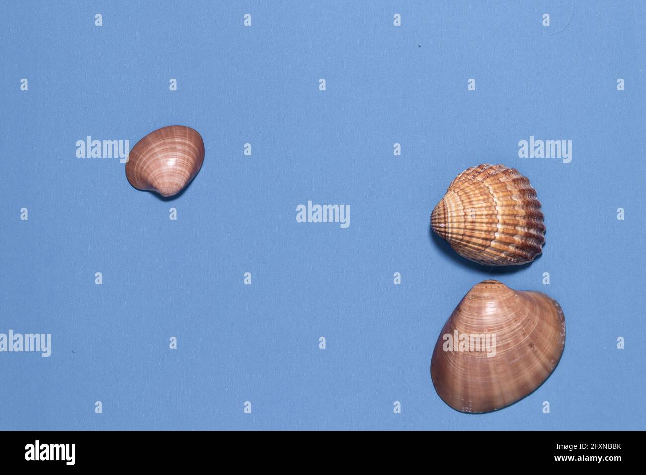 sea shells on a blue background Stock Photo - Alamy