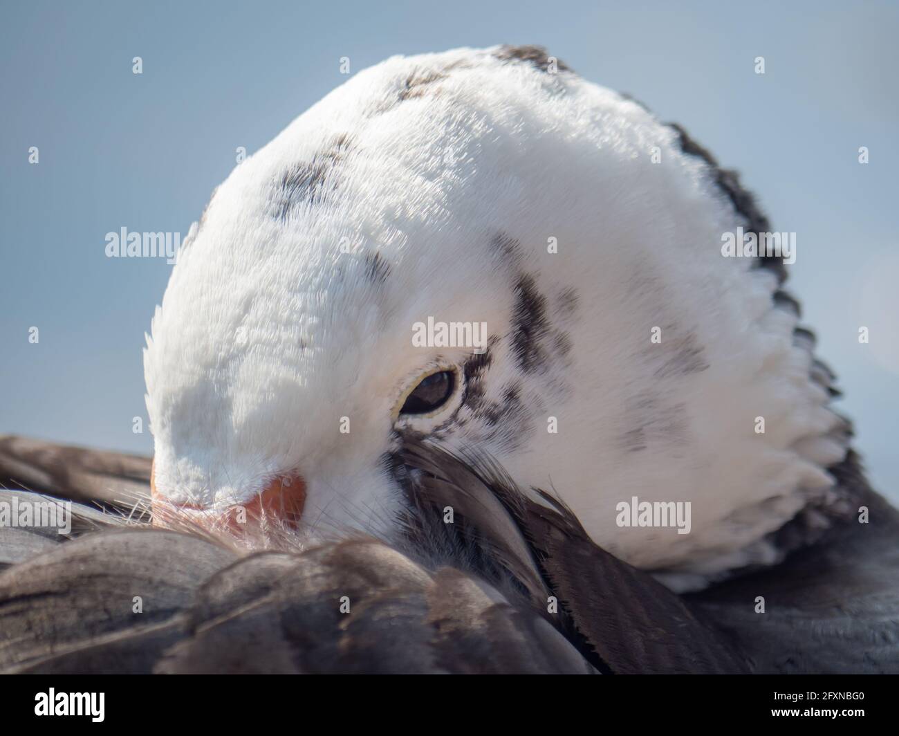 Relaxed snow goose, Anser caerulescens ,Portrait, North Rhine ...
