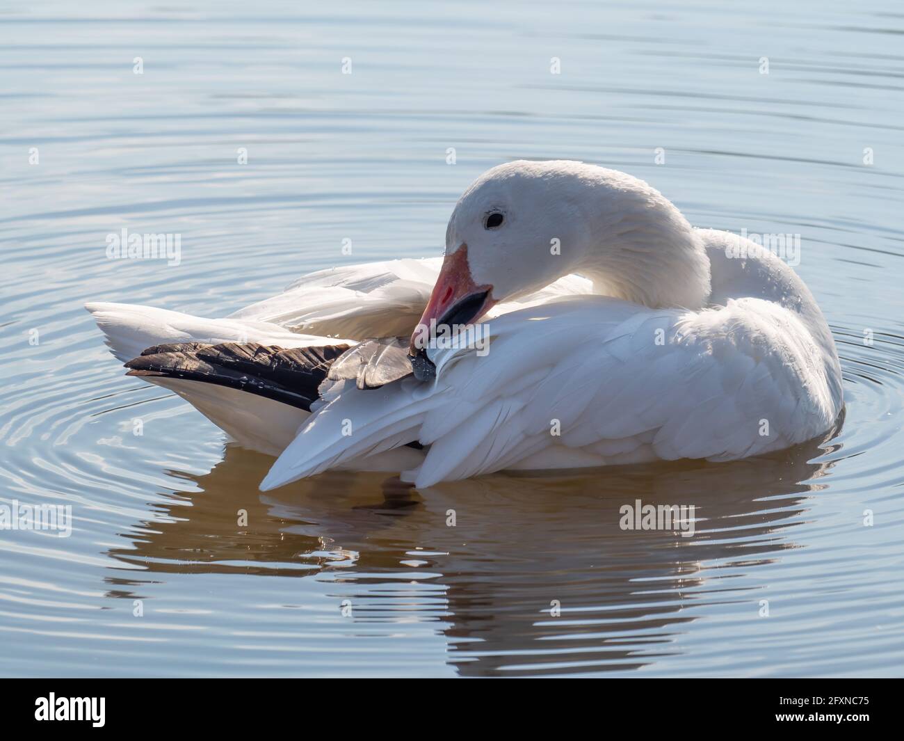 Blue goose morph hi-res stock photography and images - Alamy