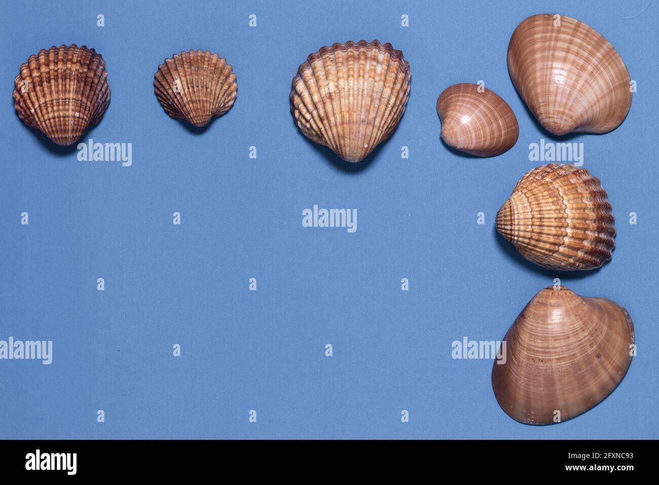 sea shells on a blue background Stock Photo - Alamy