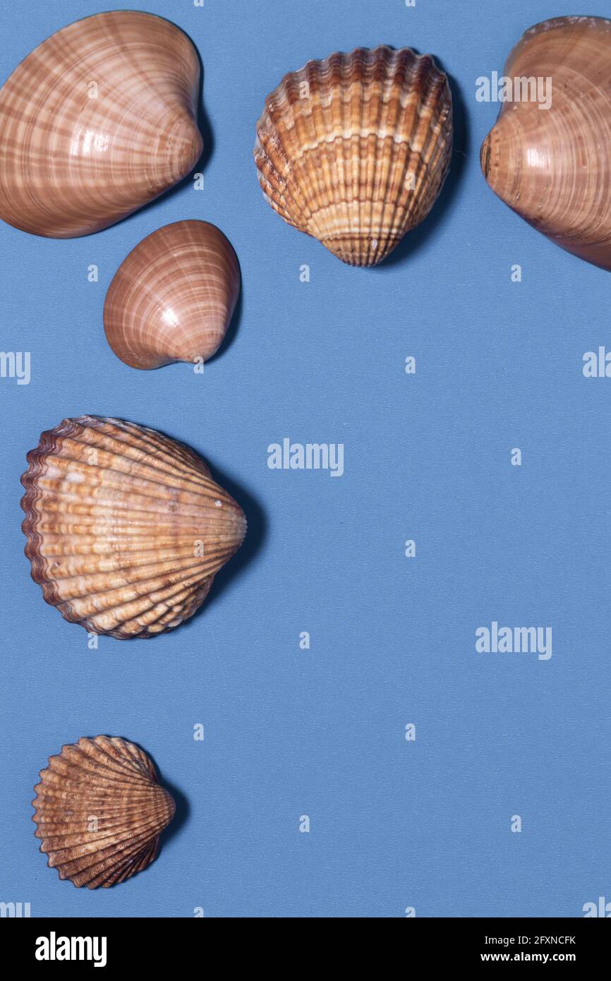 sea shells on a blue background Stock Photo - Alamy