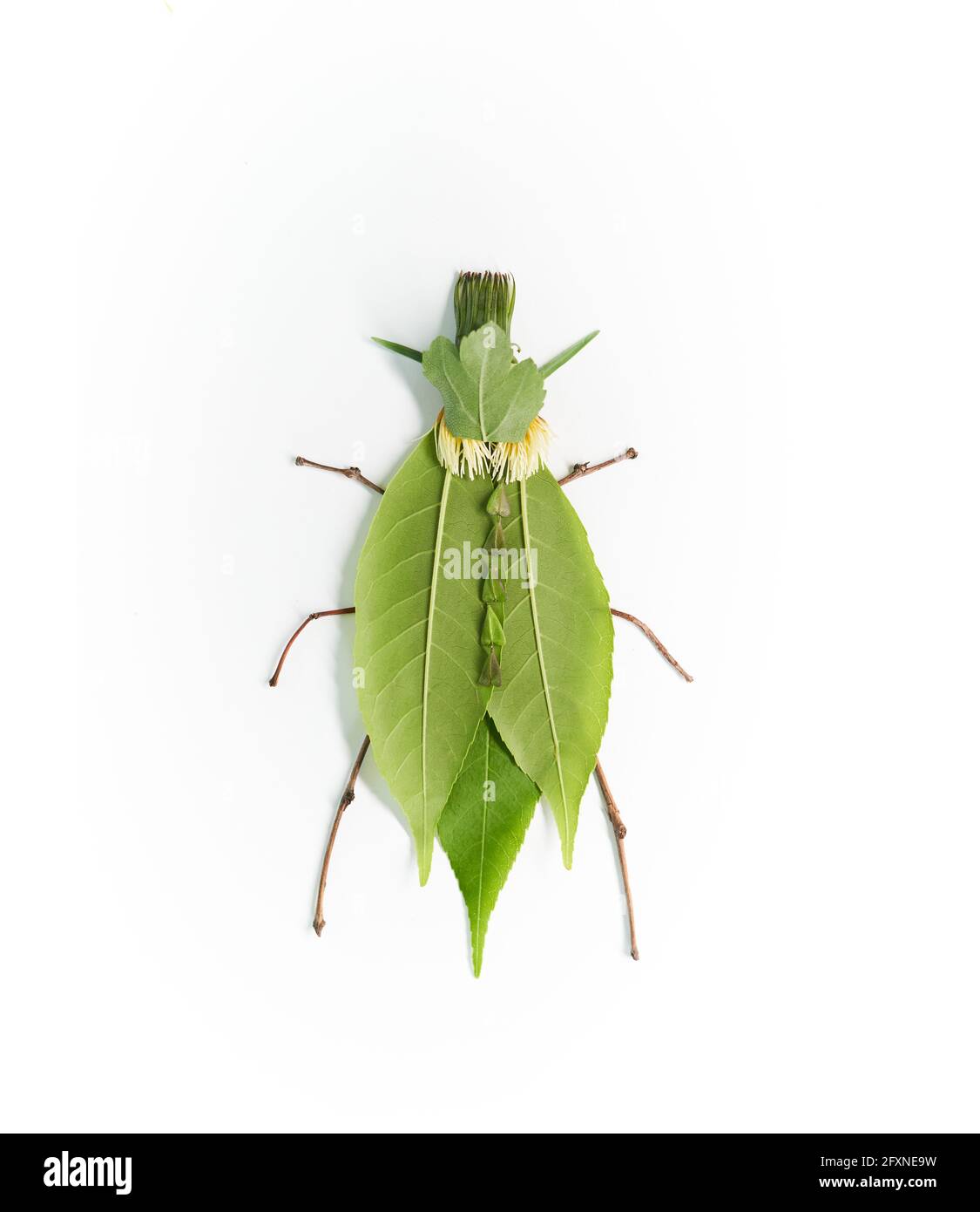 Green bug made from natural materials: different green leaves and ...