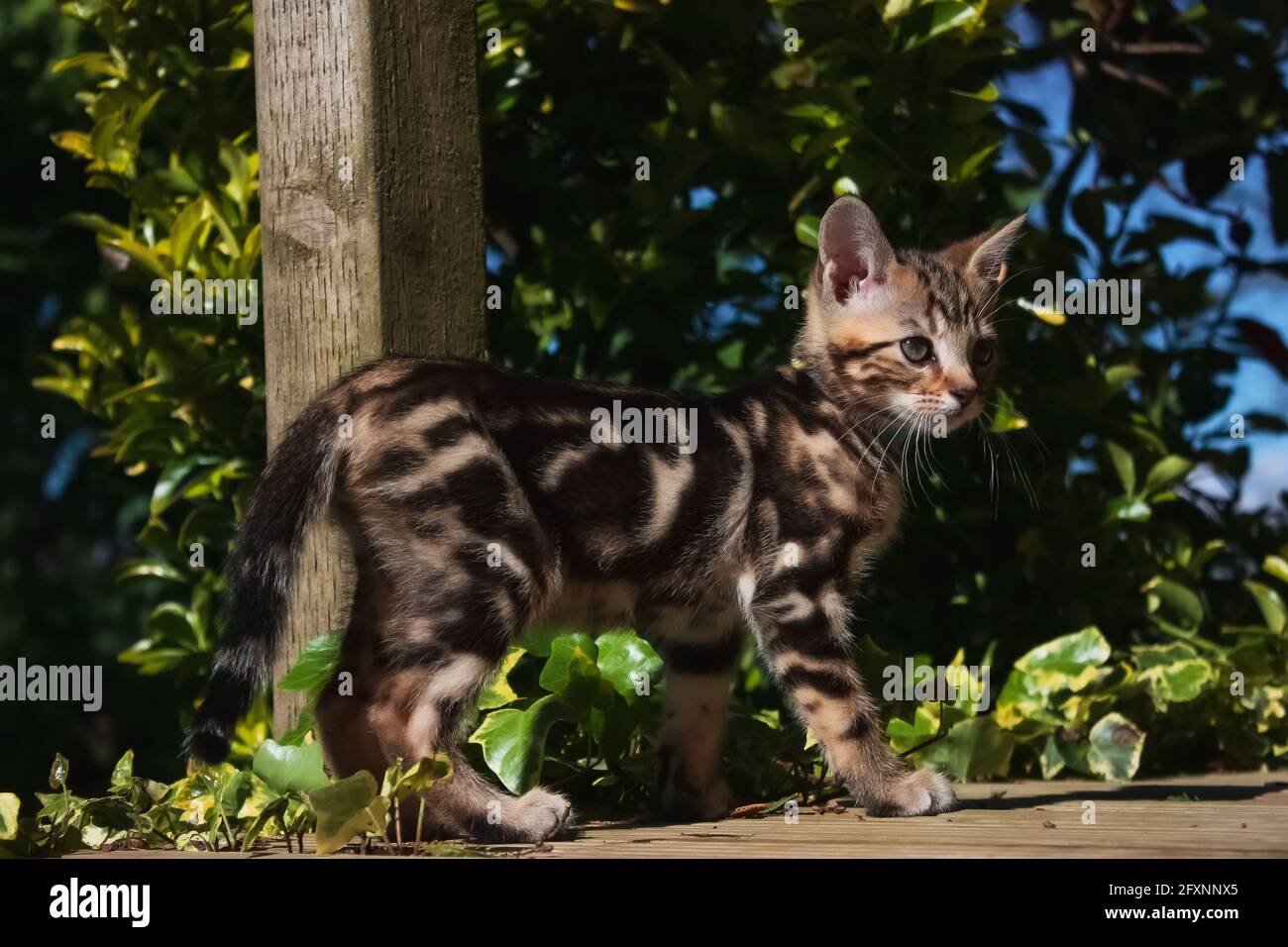 Marble bengal cat hi-res stock photography and images - Alamy
