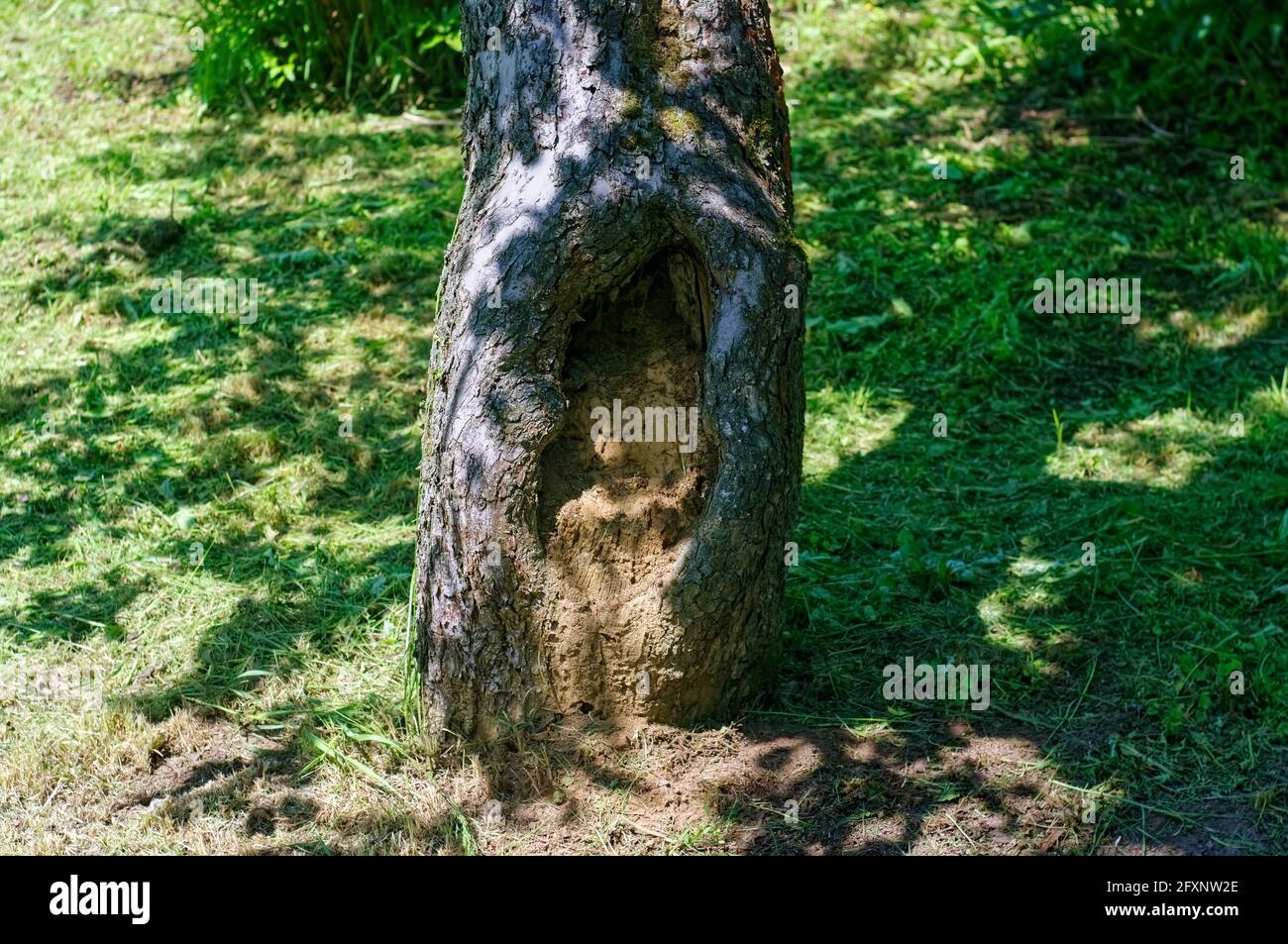 Apple tree trunk leaves hi-res stock photography and images - Alamy