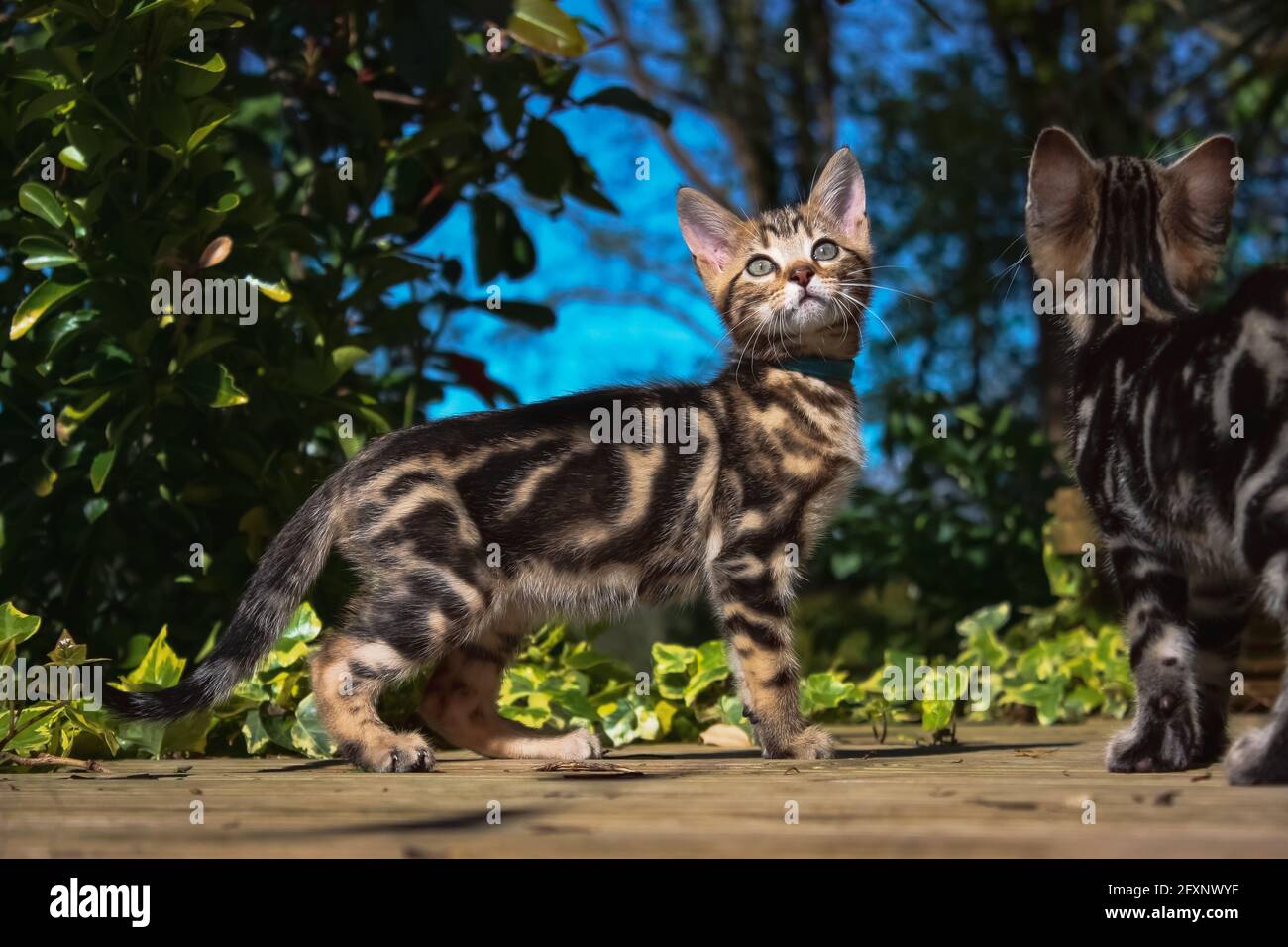 Marble bengal cat hi-res stock photography and images - Alamy