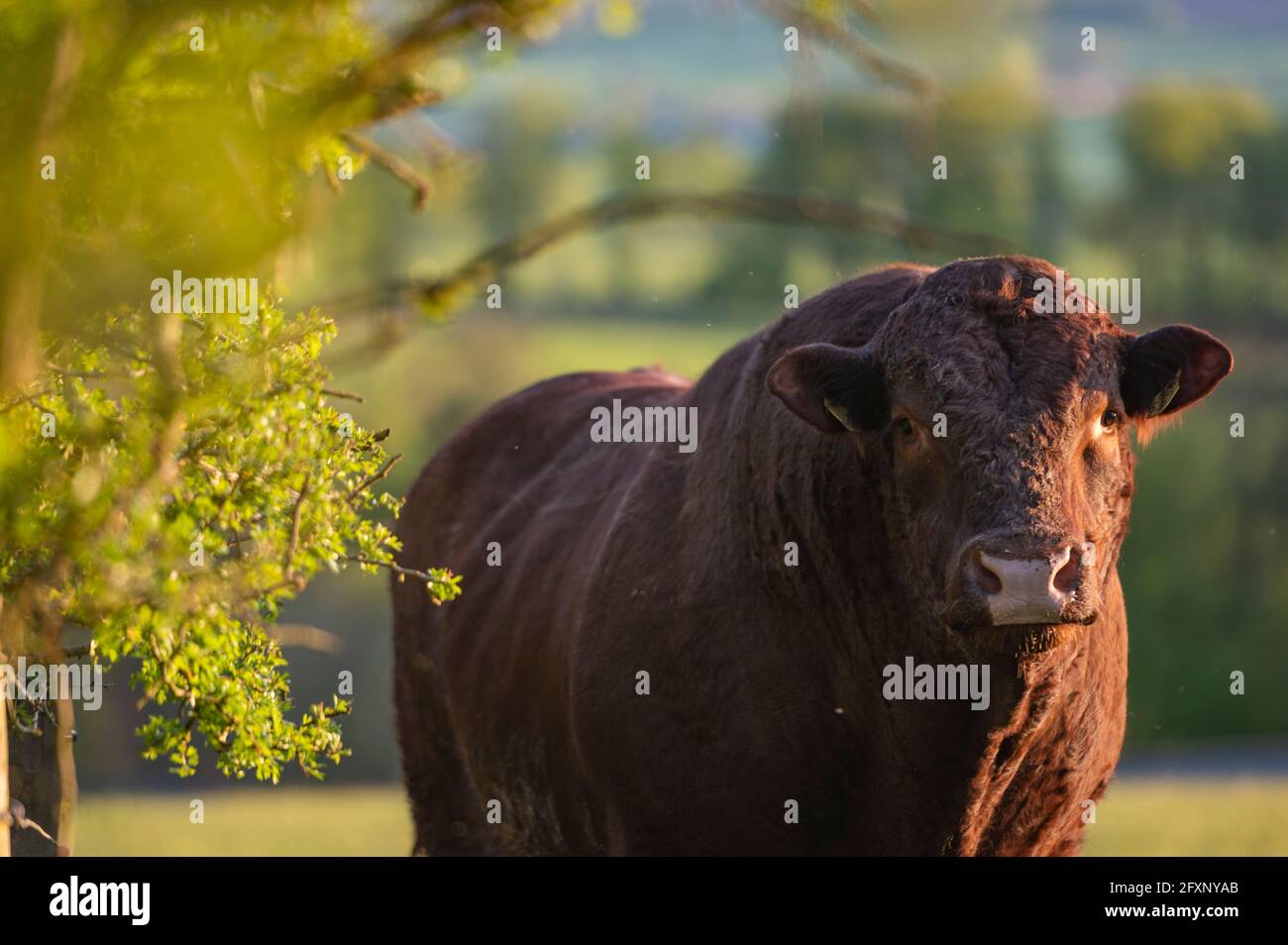 Beef bull hi-res stock photography and images - Alamy