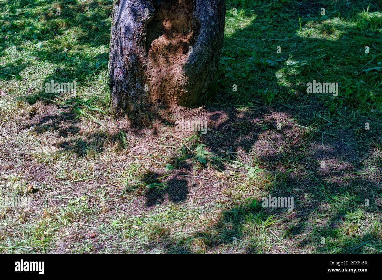 the trunk of an old apple tree in the garden Stock Photo - Alamy