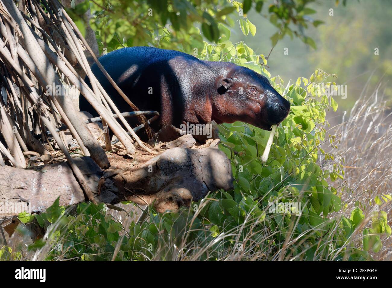 Pygmy hippopotamus (Choeropsis liberiensis), Ivory Coast, West Africa ...