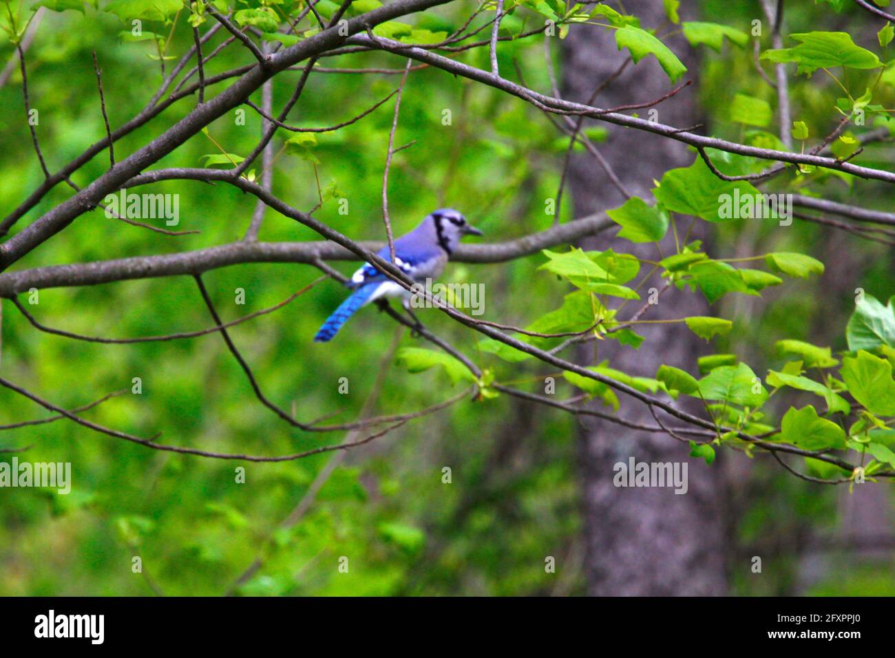 Blue Jay Sitting in a Tree Stock Photo - Alamy