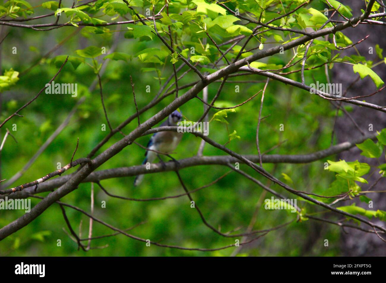 Blue jay on tree limb hi-res stock photography and images - Alamy