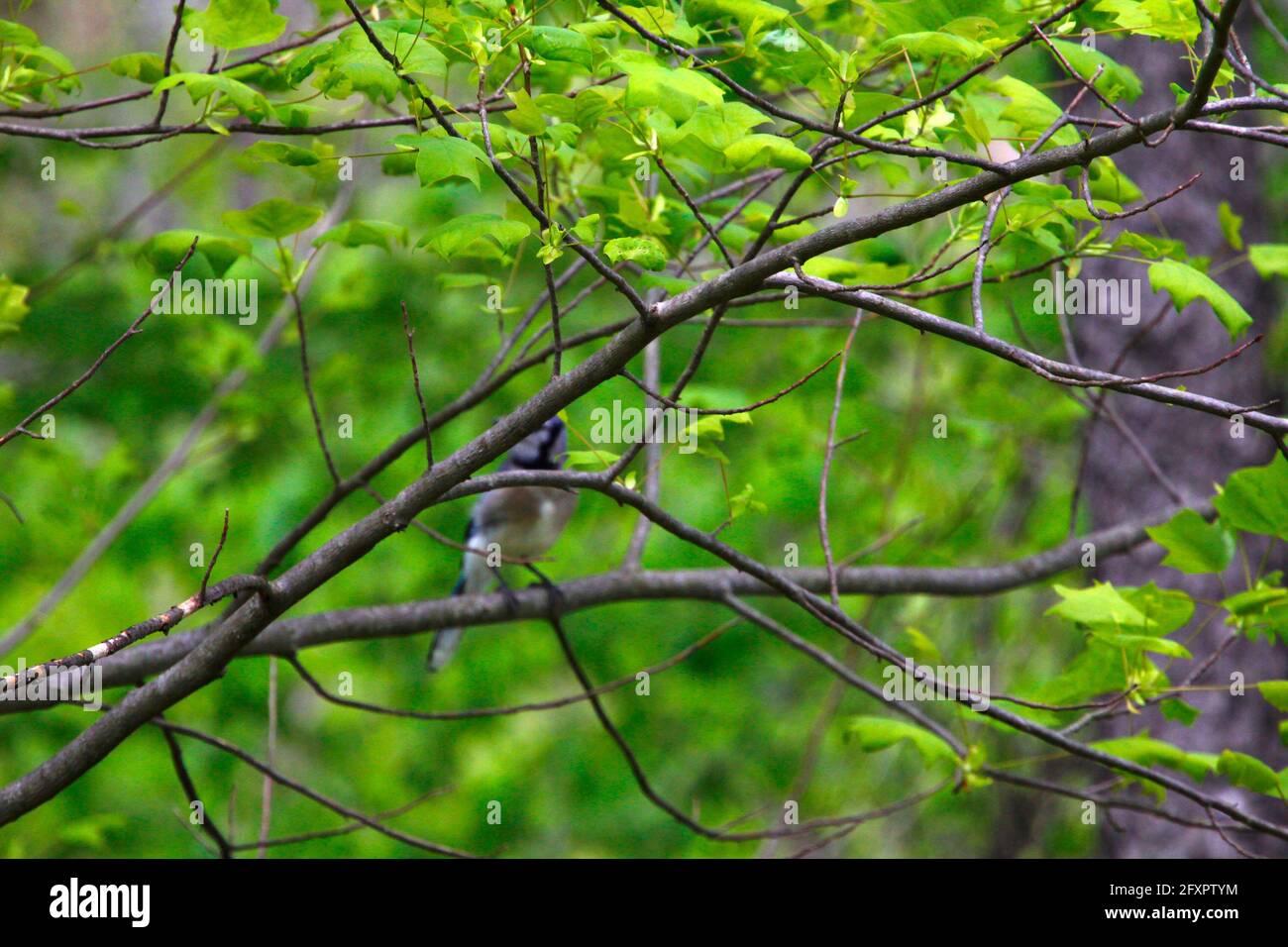 Blue jay on tree limb hi-res stock photography and images - Alamy