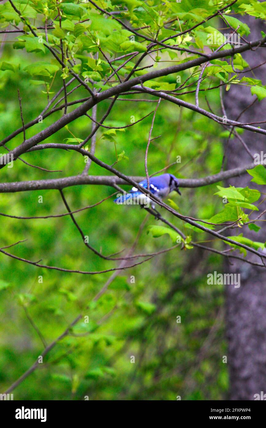 Blue Jay Sitting in a Tree Stock Photo - Alamy