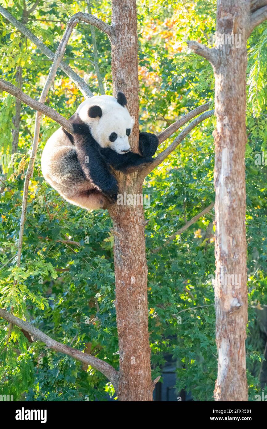 Bei Bei the Giant Panda climbs a tree in his enclosure at the ...