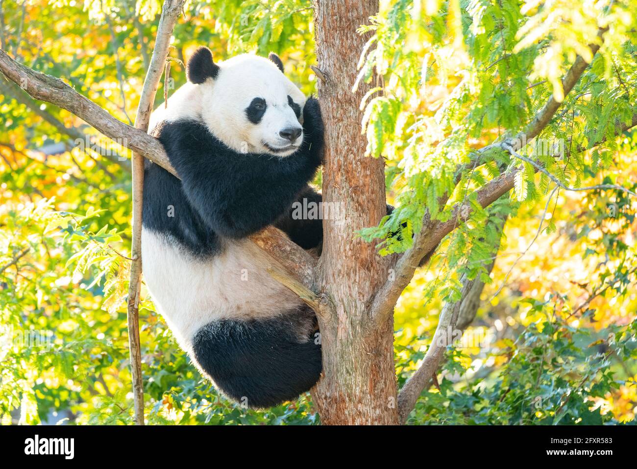 Smithsonian national zoo panda hi-res stock photography and images - Alamy