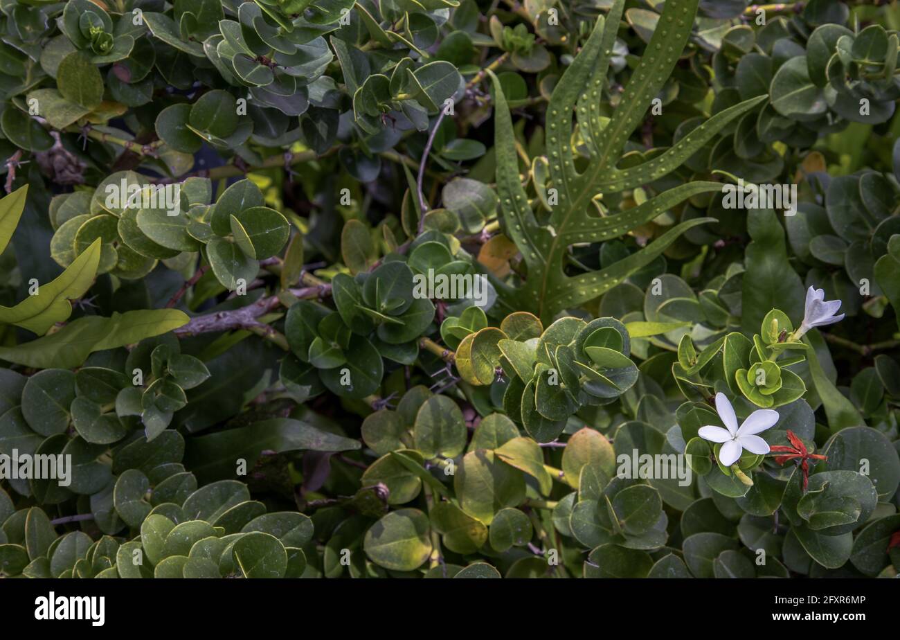 Carissa macrocarpa. white flowers and Green leaves background, Natal ...