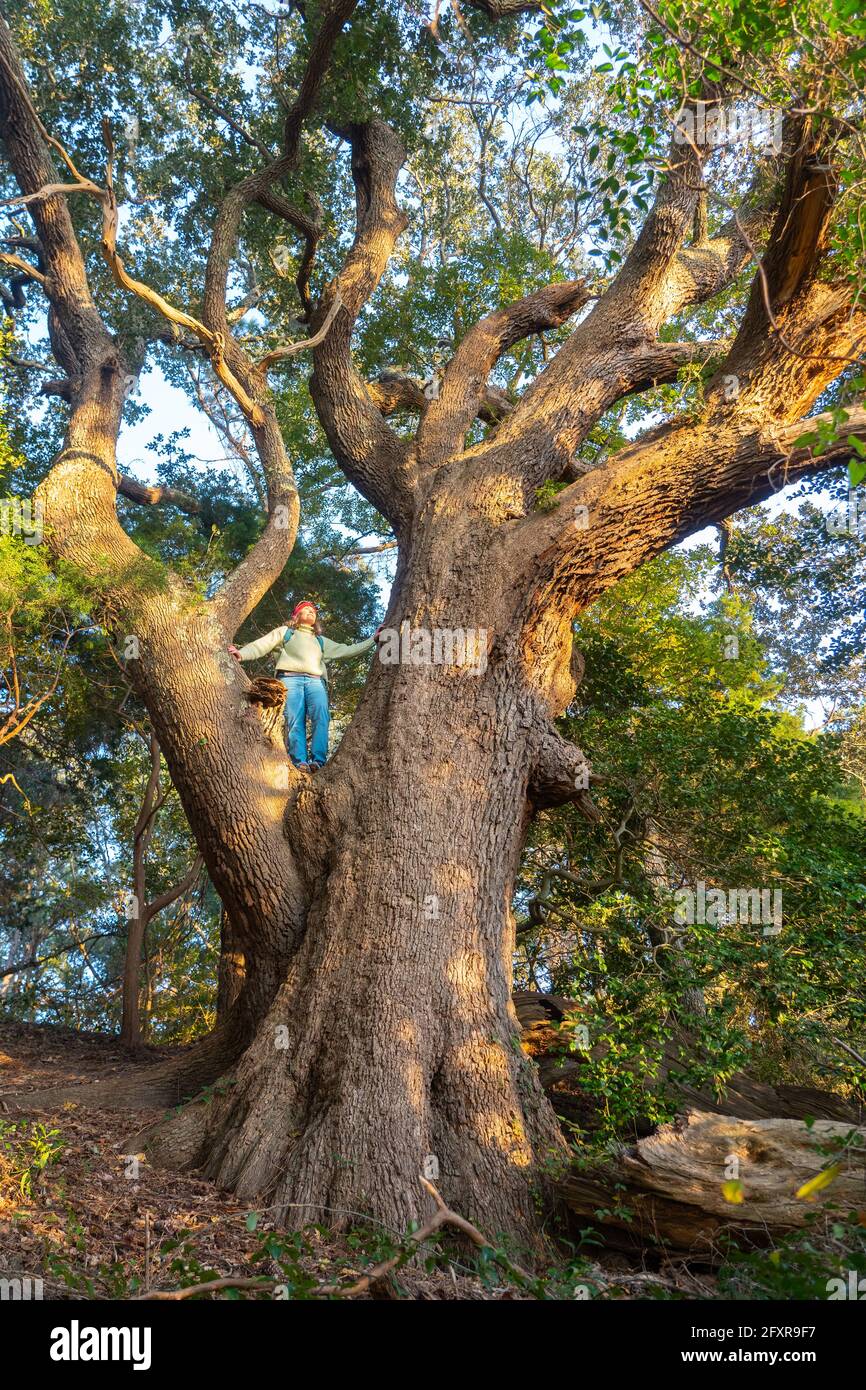 Largest oak tree hi-res stock photography and images - Alamy