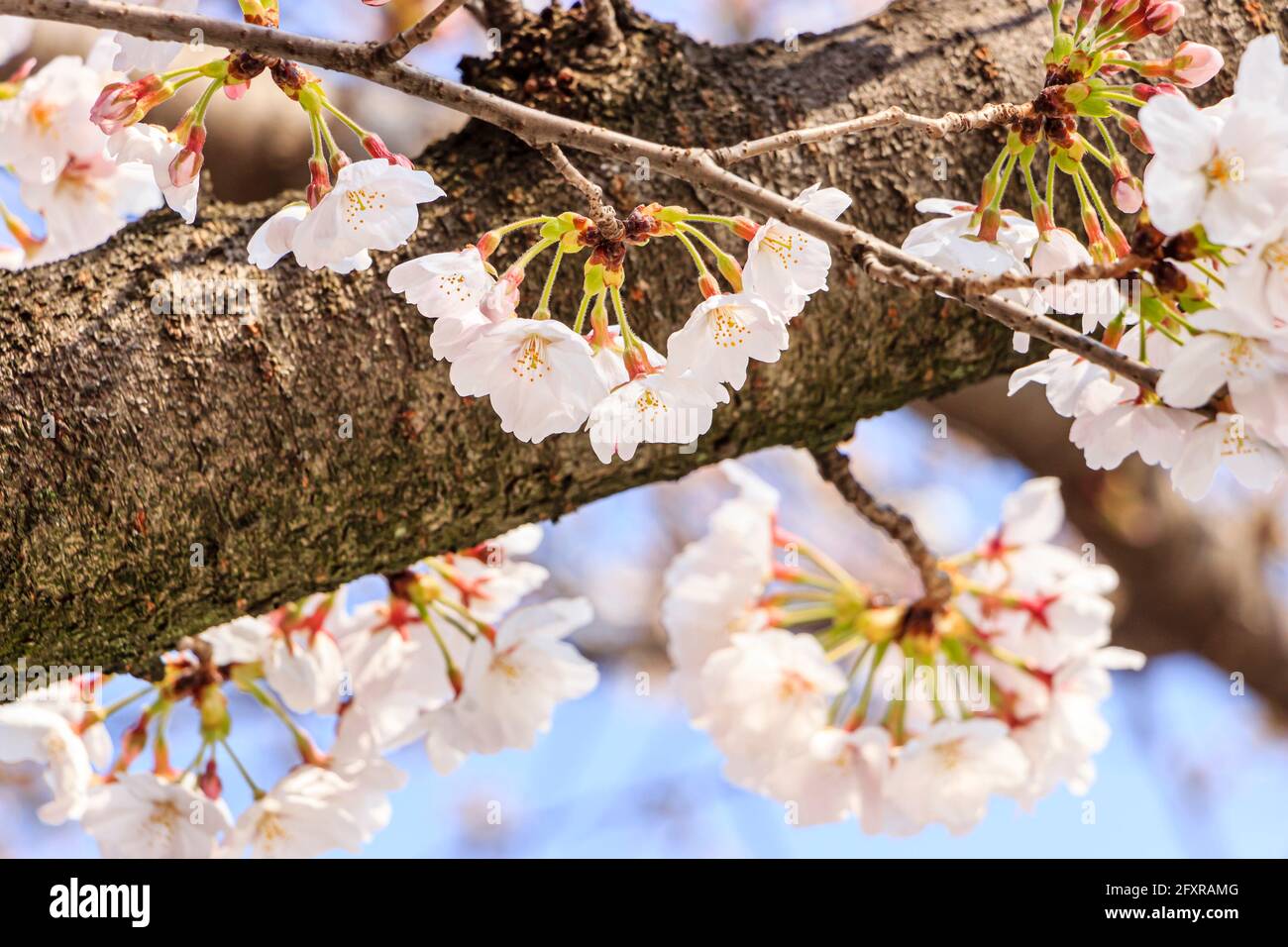 White cherry blossoms in Maizuru Park, Fukuoka, Japan Stock Photo - Alamy